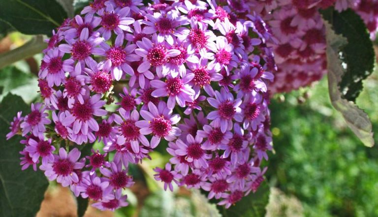 10 Plantas endémicas de Canarias - Canarias Confidencial
