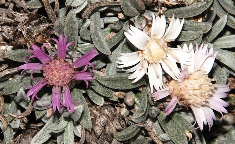 10 Plantas endémicas de Canarias - Canarias Confidencial
