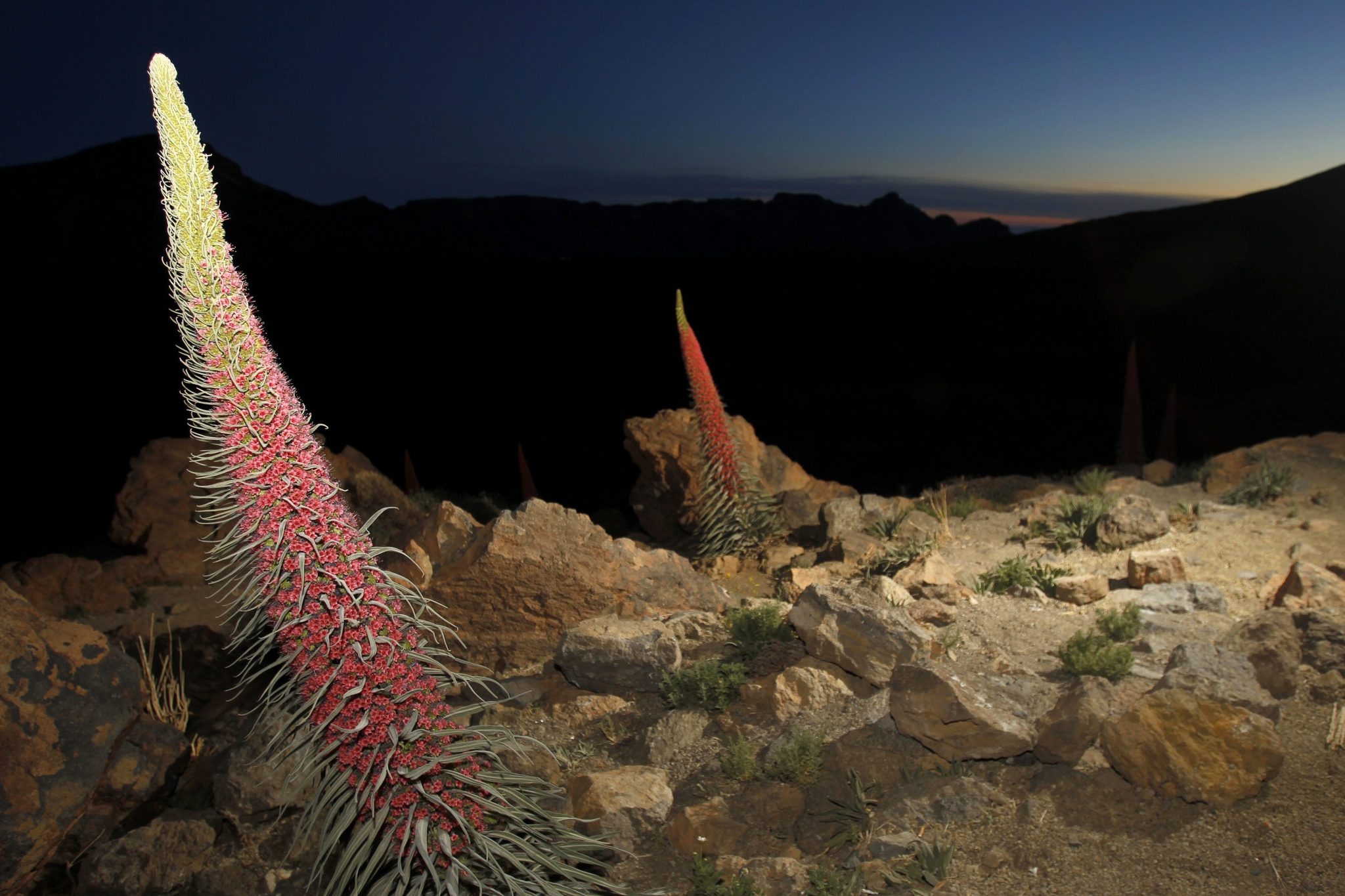 10 Plantas endémicas de Canarias - Canarias Confidencial